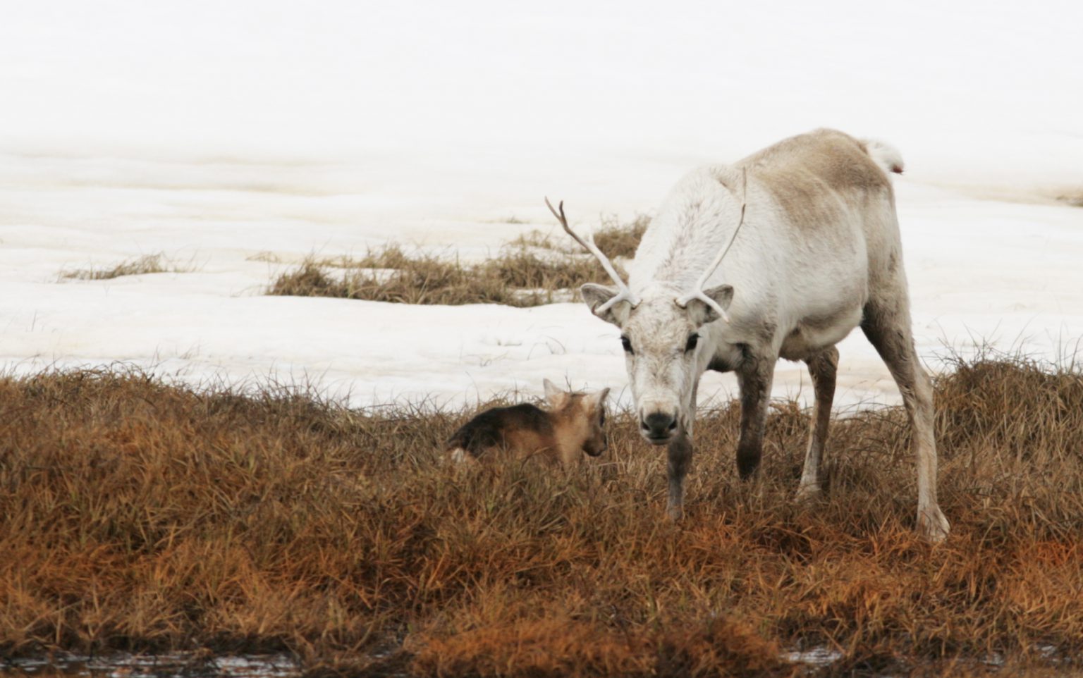 Reindeer husbandry – The Nordic Joint Committee for Agricultural and ...